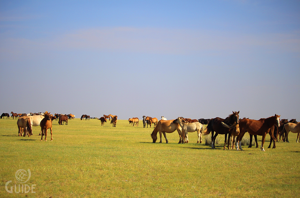 Top trip III - DORNOD STEPPE :: www.touristinfocenter.mn
